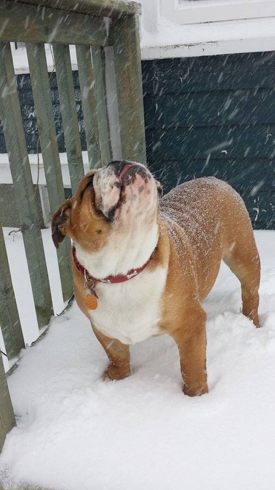 14 English Bulldogs Who Love The Snow - PetPress