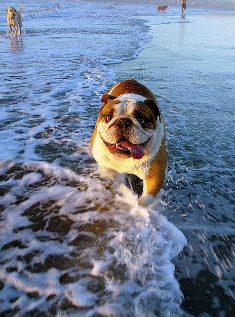 14 English Bulldogs That Love the Water - PetPress