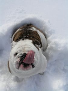14 English Bulldogs Who Love The Snow - PetPress