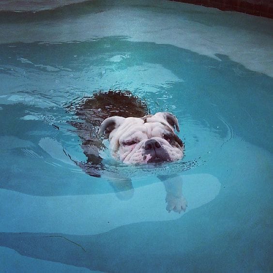 14 English Bulldogs That Love the Water - PetPress