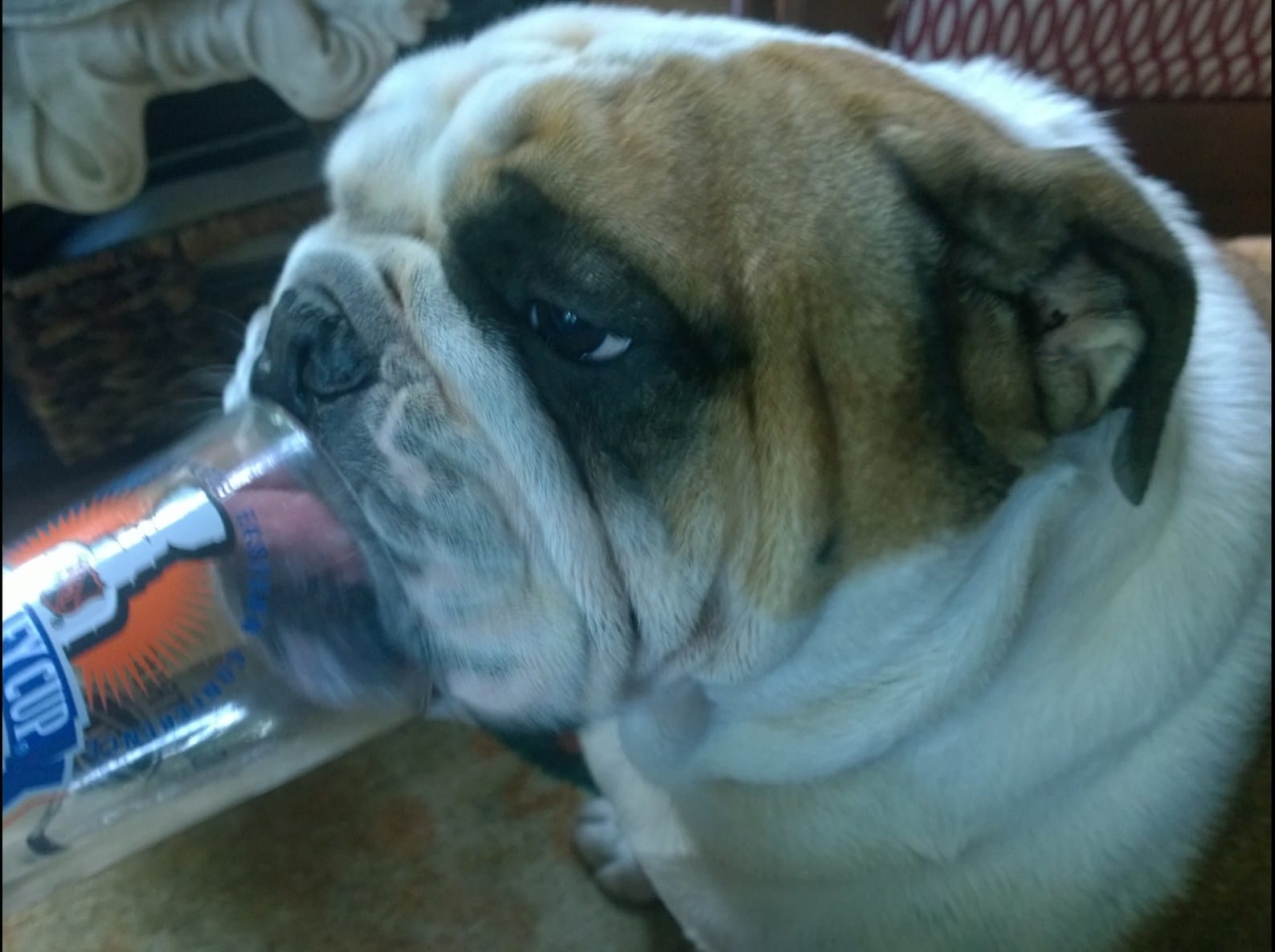 14 Reasons English Bulldogs Are Awesome - Page 2 of 3 - PetPress