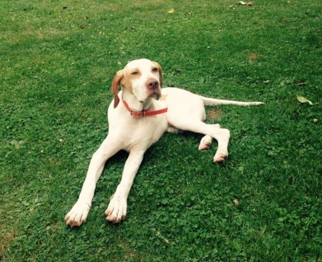 14 Amazing Facts About English Pointers - PetPress