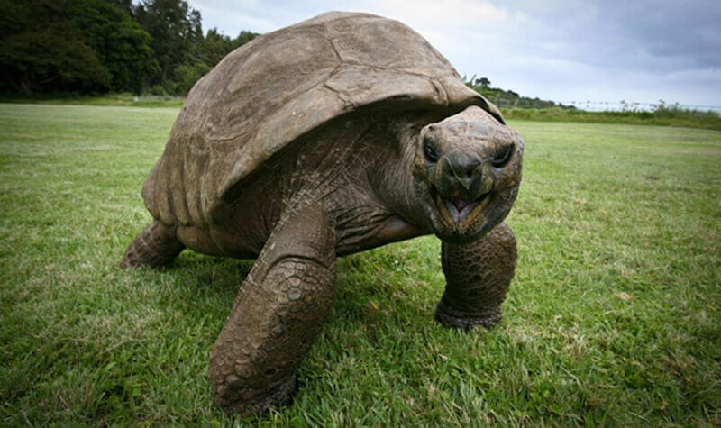 200+ Names for Pet Tortoises (Cool, Funny, & Famous Names) - PetPress