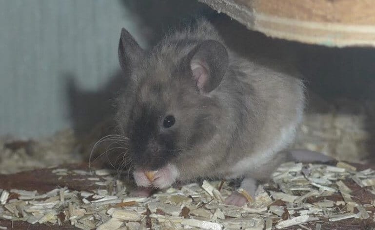 Mouse Names: Over 600 Cute And Funny Names For A Pet Mouse