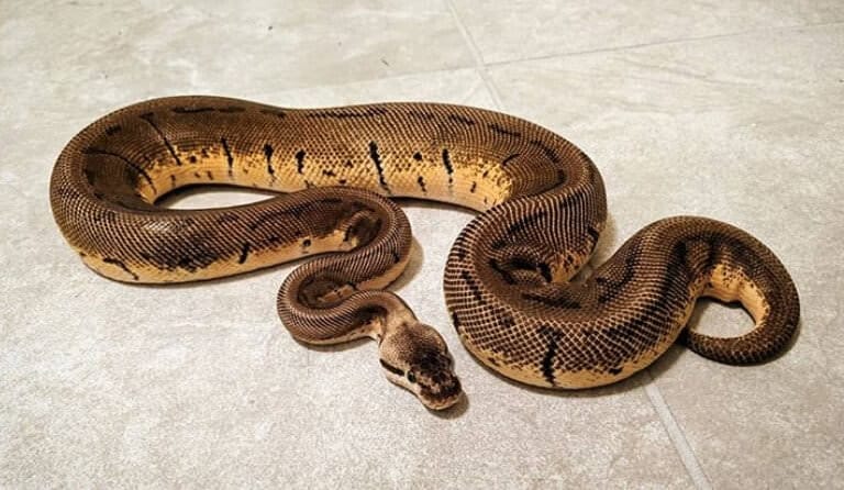 Pet Snake Names - 500+ Inspiring Ideas For Naming Your Pet Snake - PetPress