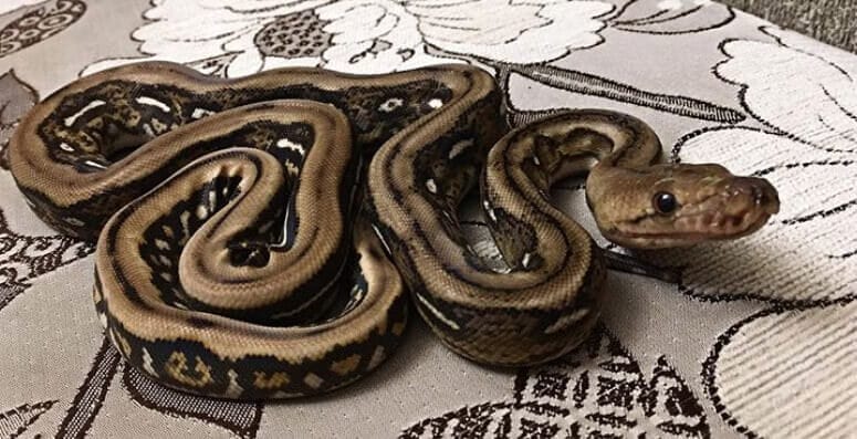 10 Smallest Pet Snakes - Snakes That Can Be Owned As Pets