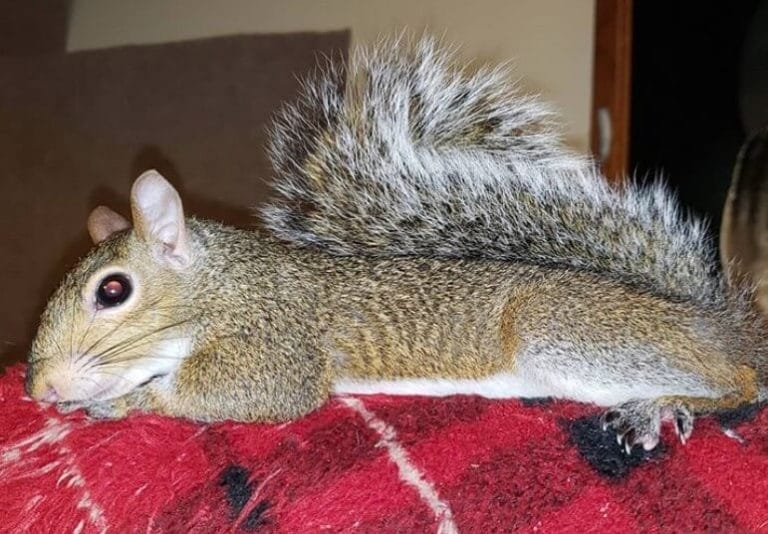 300+ Squirrel Names (Cute, Funny, & Famous Disney Nicknames)