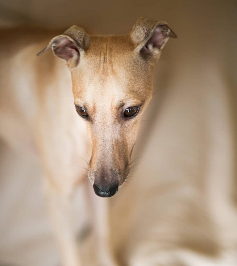 14 Elegant Facts About Whippets - Page 2 of 4 - PetPress