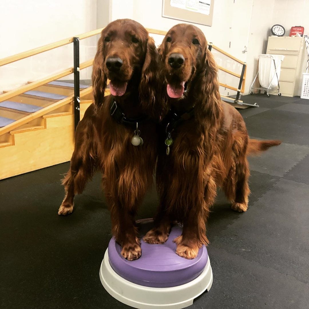 14 Gorgeous Facts About Irish Setters - Page 2 of 4 - PetPress