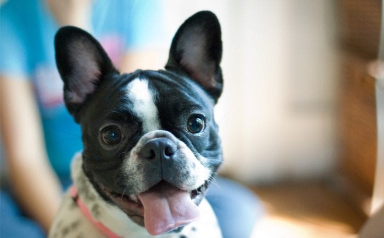 14 Amazing Facts About French Bulldogs - PetPress