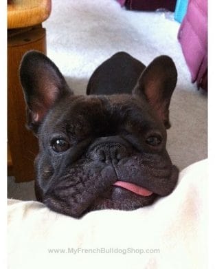 14 Charming Photos Of Black French Bulldogs - Page 2 of 4 - PetPress
