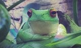 Frog Names - Over 500 Best Ideas For Naming Your Pet Frog