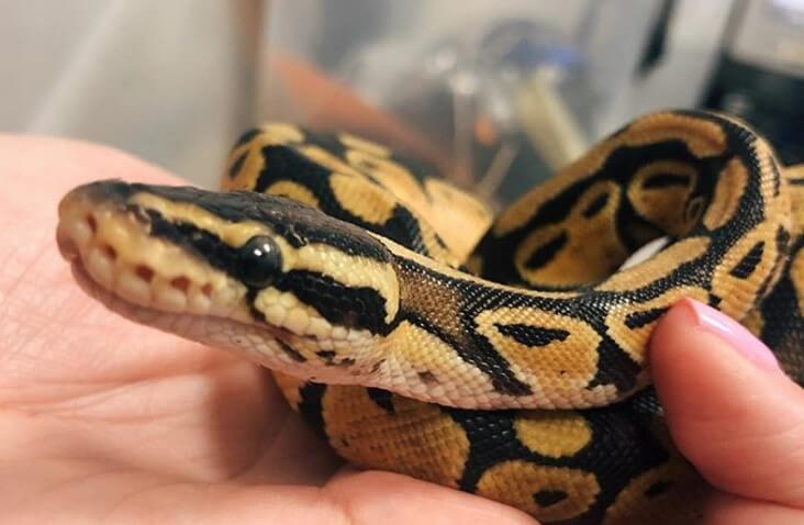 10 Smallest Pet Snakes - Snakes That Can Be Owned As Pets