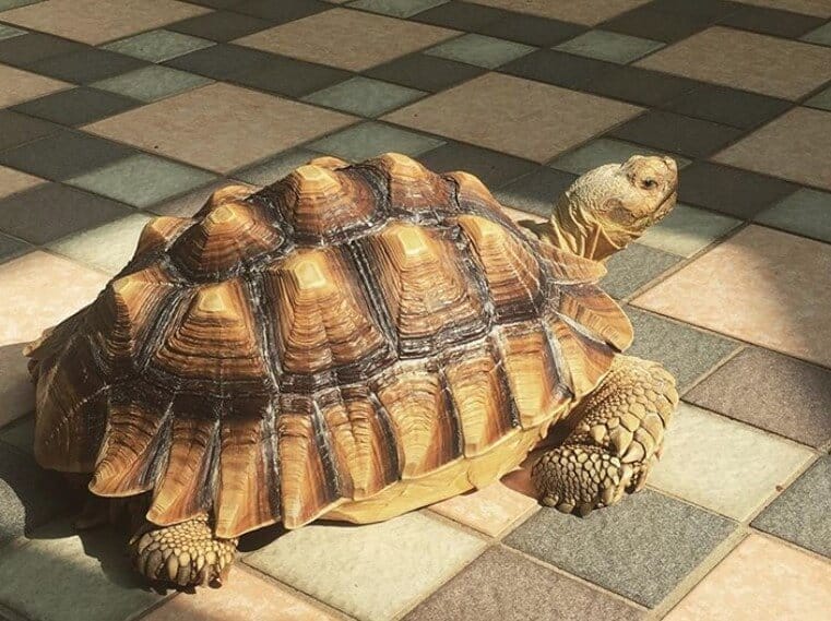 200+ Names for Pet Tortoises (Cool, Funny, & Famous Names) - PetPress