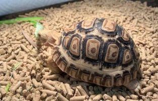 600+ Best Pet Turtle Names (Cute, Funny, & Famous Names) - PetPress