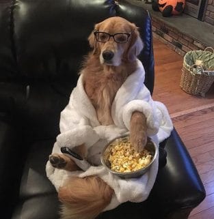 14 Funny Golden Retrievers To Cheer You Up - PetPress