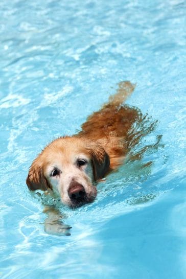 14 Golden Retrievers That Absolutely Love The Water - Page 2 of 4 ...