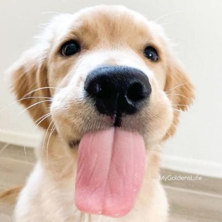 14 Funny Golden Retrievers To Cheer You Up - PetPress