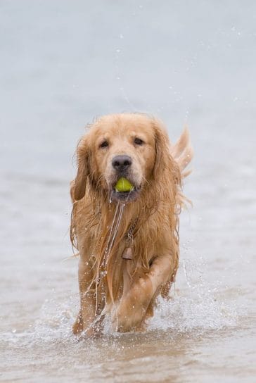 14 Golden Retrievers That Absolutely Love The Water - PetPress