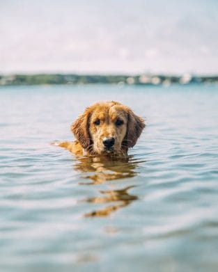 14 Golden Retrievers That Absolutely Love The Water - PetPress