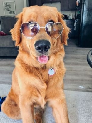 14 Funny Golden Retrievers To Cheer You Up - PetPress