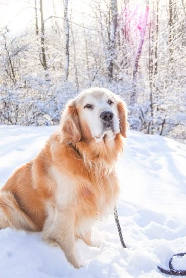 14 Golden Retrievers That Love the Cold Weather - PetPress