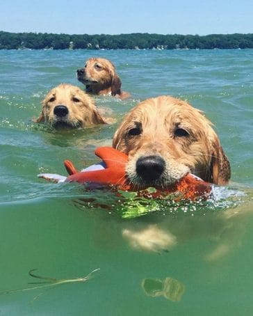 14 Golden Retrievers That Absolutely Love The Water - Page 2 of 4 ...
