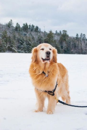 14 Golden Retrievers That Love the Cold Weather - Page 2 of 4 - PetPress