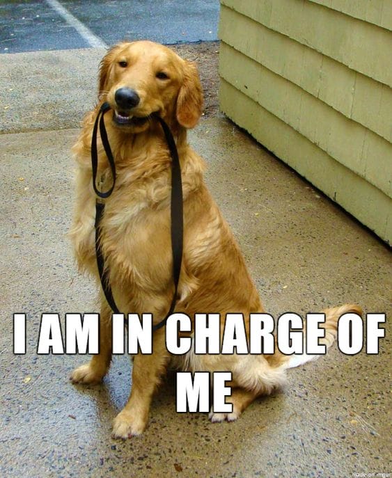 14 Funny Golden Retriever Memes That Will Make You Fall In Love With ...