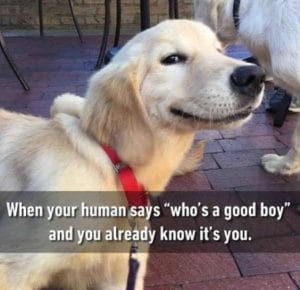 14 Funny Golden Retriever Memes That Will Make You Fall In Love With ...