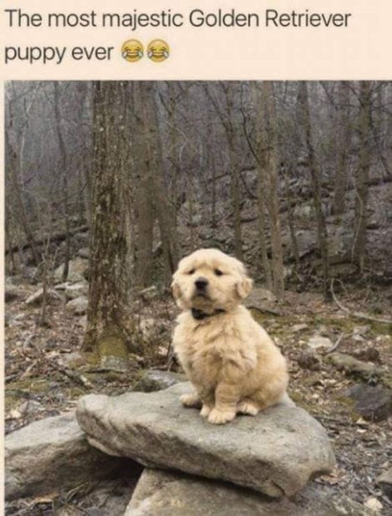 14 Funny Golden Retriever Memes That Will Make You Fall In Love With ...