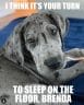 The 14 Funniest Great Dane Memes Ever! - PetPress