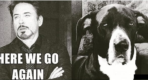 The 14 Funniest Great Dane Memes Ever! - Page 2 of 3 - PetPress