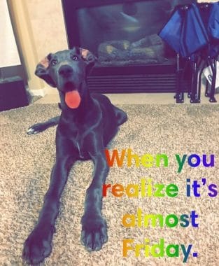 The 14 Funniest Great Dane Memes Ever! - Page 2 of 3 - PetPress