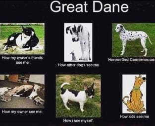 The 14 Funniest Great Dane Memes Ever! - PetPress