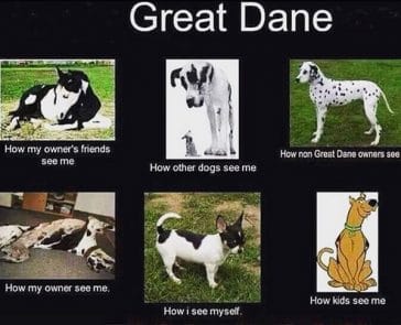 The 14 Funniest Great Dane Memes Ever! - PetPress