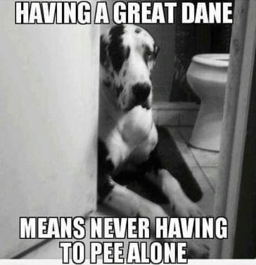 The 14 Funniest Great Dane Memes Ever! - PetPress