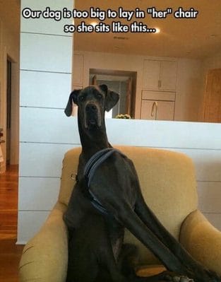 The 14 Funniest Great Dane Memes Ever! - PetPress
