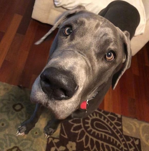 The 14 Funniest Great Dane Memes Ever! - Page 2 of 3 - PetPress