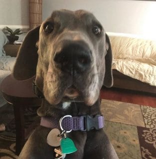 The 14 Funniest Great Dane Memes Ever! - Page 2 of 3 - PetPress