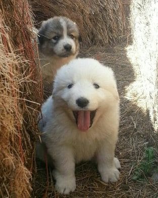 14 Wonderful Facts About Great Pyrenees - PetPress