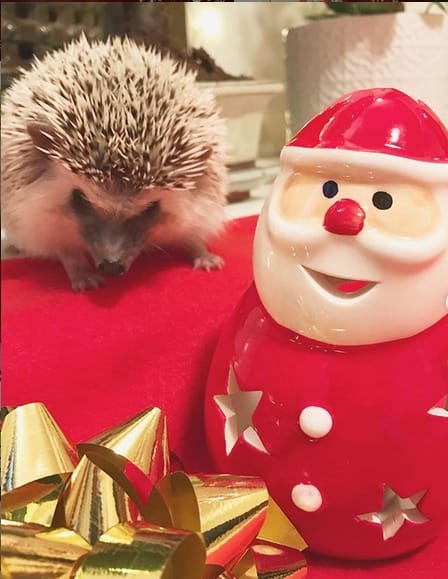 14 Hedgehogs Who Love Christmas - PetPress