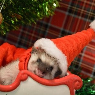 14 Hedgehogs Who Love Christmas - PetPress