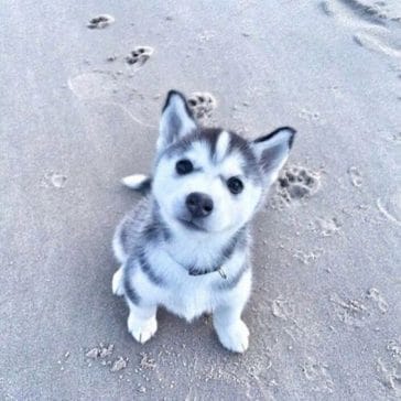 14 Photos Of Husky Puppies That Will Lift Your Mood Up - PetPress