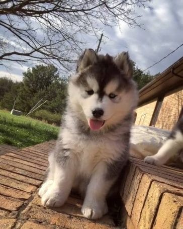 14 Photos Of Husky Puppies That Will Lift Your Mood Up - Page 2 of 4 ...