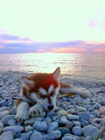 14 Photos Of Huskies Who Went For a Walk Along the Seashore - Page 2 of ...