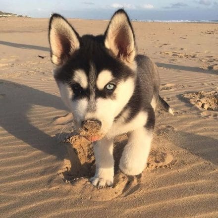 14 Photos Of Huskies Who Went For a Walk Along the Seashore - Page 2 of ...