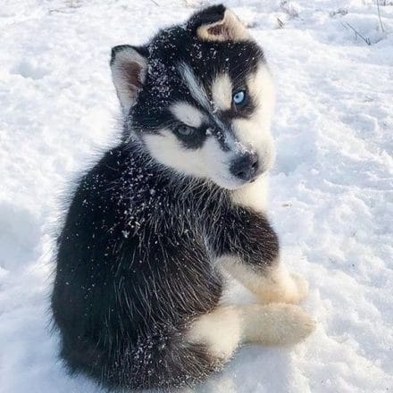 14 Huskies That Love Snow - Page 2 of 4 - PetPress