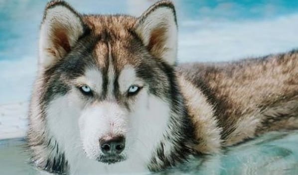 14 Huskies That Absolutely Love The Water - PetPress