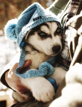 14 Photos Of Husky Puppies That Will Lift Your Mood Up - PetPress